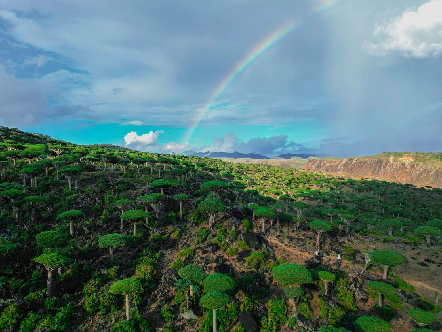 Want To Go To Socotra? - Off The Beaten Trips